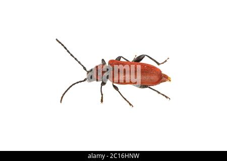 Rusty beetle on a white background Stock Photo - Alamy