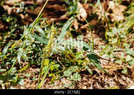 Southern sandbur (Cenchrus echinatus), aka spiny sandbur, southern ...