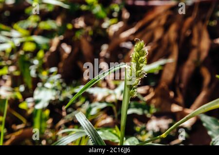Southern sandbur (Cenchrus echinatus), aka spiny sandbur, southern ...