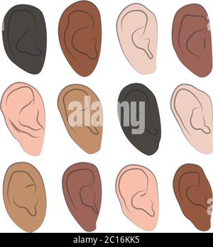 Outer external part of human ear structure picture and definitions ...