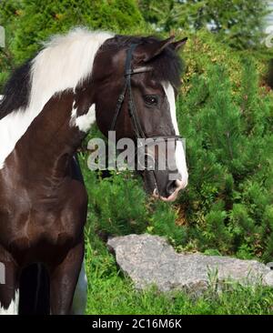 Portrait of the beautiful paint draft horse Stock Photo - Alamy