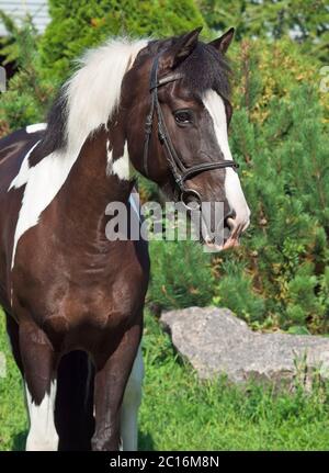 portrait of the beautiful paint draft horse Stock Photo - Alamy
