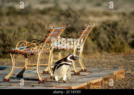 Small tired penguin Stock Photo - Alamy