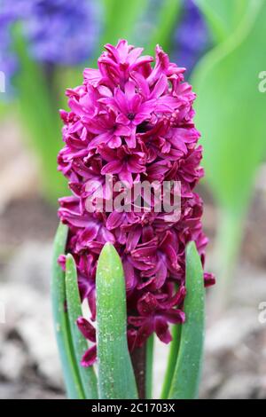Purple hyacinth on a flower bed in the garden Stock Photo - Alamy