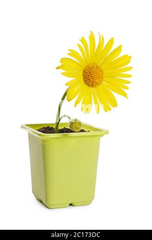 Yellow daisies in a flower pot Stock Photo - Alamy