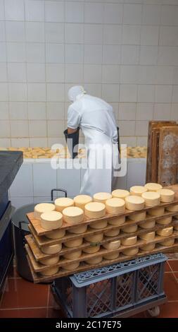 Worker placing cheeses inside a pool to soak them in brine. Cheese ...