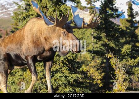 Close up of a male Moose with huge antlers in the late afternoon light ...
