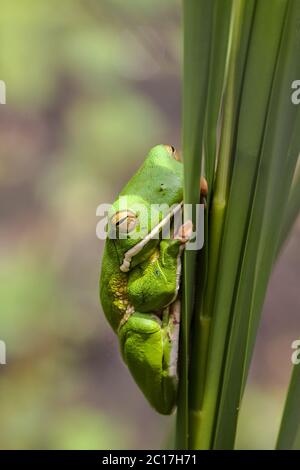 White Lipped tree frog peeking out of a curled leaf Stock Photo - Alamy