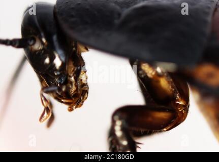 The close up photo of cockroach head isolated on white background Stock ...