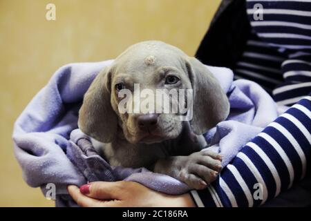 a weimaraner puppy with blue eyes. dermatological problems of allergic ...