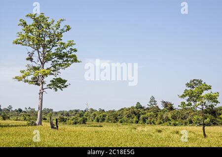 Rice Fields, Cambodian Landscape, Siem Reap Stock Photo - Alamy