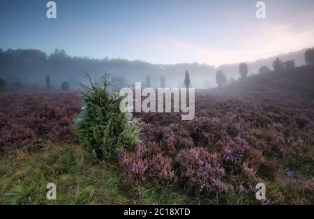 Early foggy morning on the heathland. Amazing violet color of heather flower. Selective focus ...