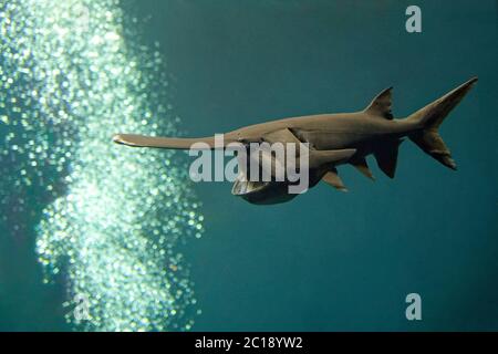 Paddlefish underwater photography polyodon spathula Stock Photo - Alamy