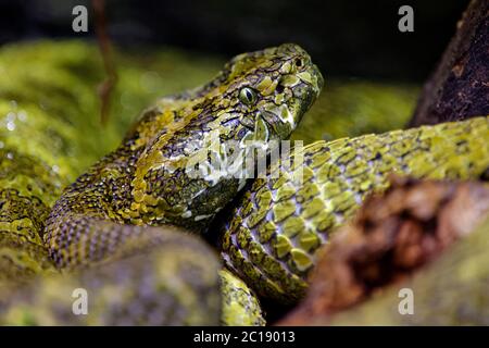 Mangshan pit viper (Protobothrops mangshanensis) is a venomous pit ...