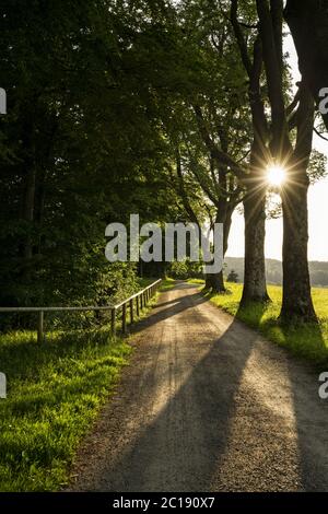 Backlit forest path Stock Photo - Alamy