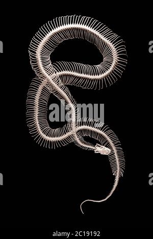 INDIAN ROCK PYTHON. Python molurus molurus, non venomous. rare. Panvel ...