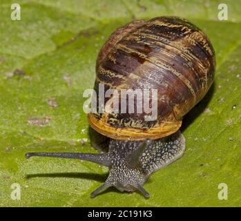 European brown snail Cornu aspersum Stock Photo - Alamy
