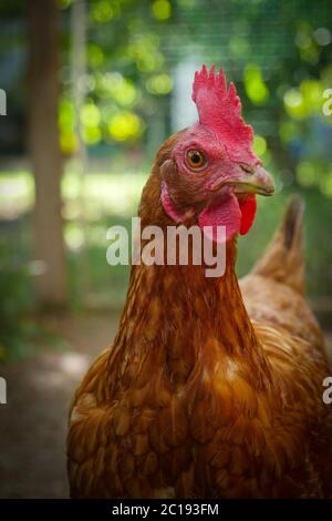 Vibrant red hen is pecking away at grain Stock Photo - Alamy