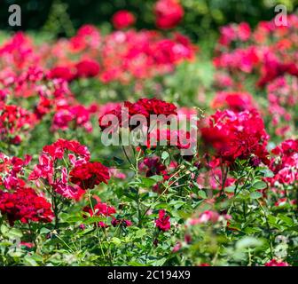Red roses in the garden in summer time Stock Photo - Alamy