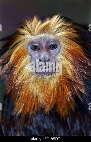 Golden-headed lion tamarin (Leontopithecus chrysomelas) portrait ...