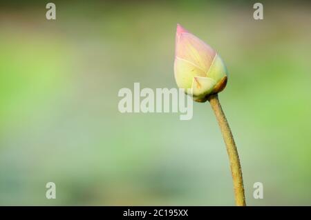 A Lotus Bud in the Morning Sun Stock Photo - Alamy