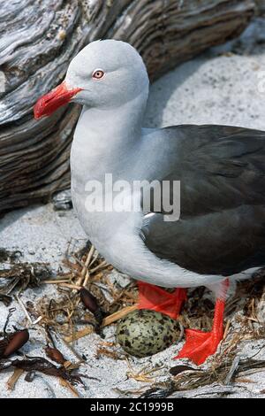 Dolphin gull Leucophaeus scoresbii in shallow water at edge of sea ...