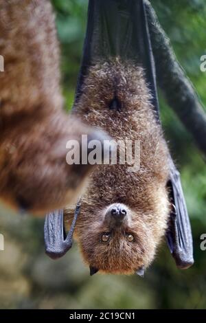 Rodrigues flying fox, fruit bat, pteropus rodricensis. Frontal view ...