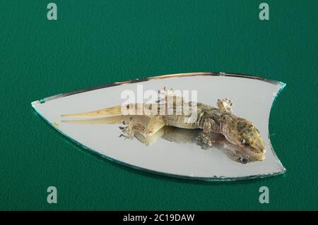 Gecko Lizard and Mirror Stock Photo - Alamy