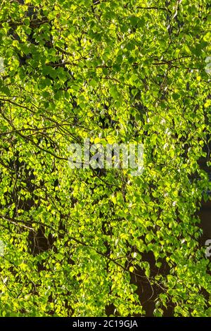Lush green tree branches frame a grand neoclassical archway with ...