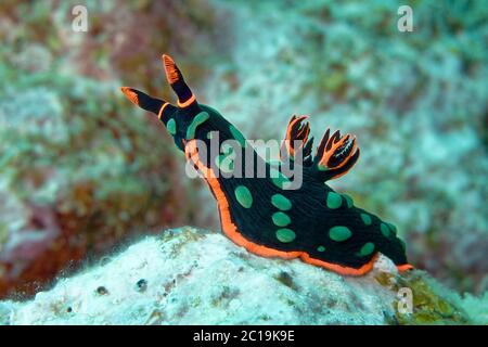 Nudibranch, Sea slug, Nembrotha kubaryana, Anilao, Batangas ...