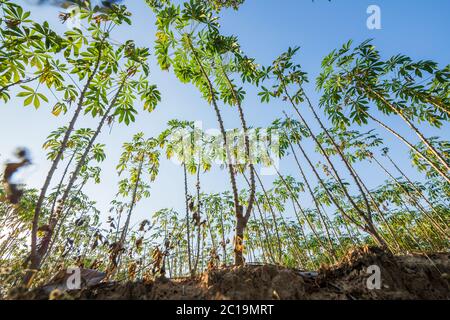Tapioca farm, potato farm, tapioca plantation growth. farm, and ...