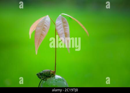 Lychee fruit seed germination Stock Photo - Alamy