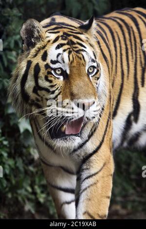 Siberian tiger (Panthera tigris altaica), Siberian tiger, Amur tiger ...