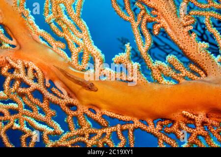 Large Whip Goby (Bryaninops amplus) on a Gorgonian on a tropical coral ...