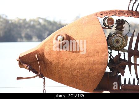 Rusty the redfin at little boort lake, Australia Stock Photo - Alamy