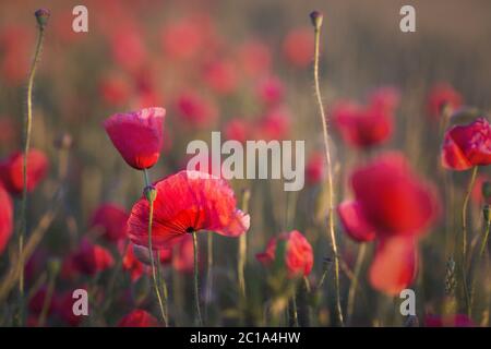 Poppy field on sun set close up Stock Photo - Alamy
