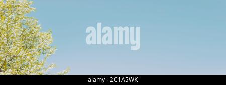 bird cherry blossom branch on abstract blurred background Stock Photo ...