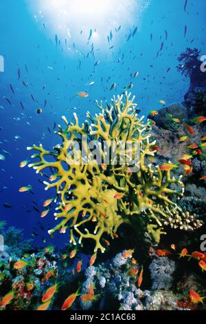 Fire Coral (Millepora) in the Red Sea Stock Photo - Alamy
