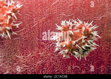 Closeup of soft coral Dendronephthya sp. showing individual polyps ...