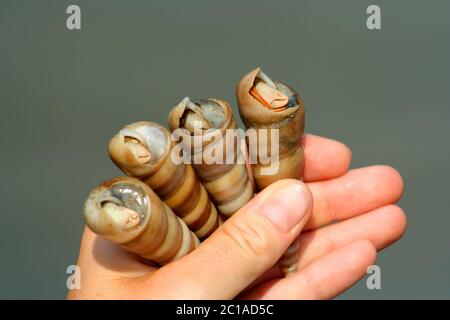 Tiny crabs in human hand Stock Photo - Alamy