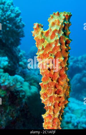 sponge (callyspongia sp Stock Photo - Alamy