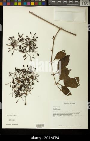 Pisonia aculeata L Pisonia aculeata L Stock Photo - Alamy