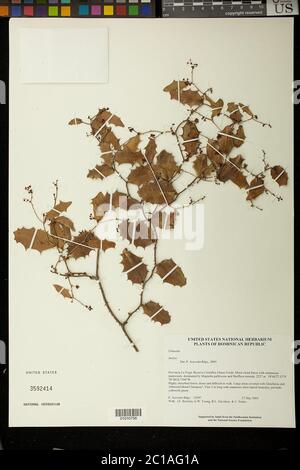 Smilax sp Smilax sp Stock Photo - Alamy