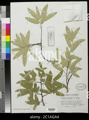 Quercus durifolia Seemen Quercus durifolia Seemen Stock Photo - Alamy