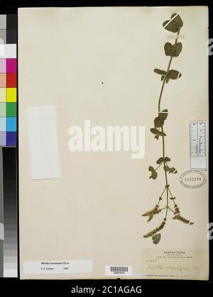 Mentha suaveolens Ehrh Stock Photo - Alamy