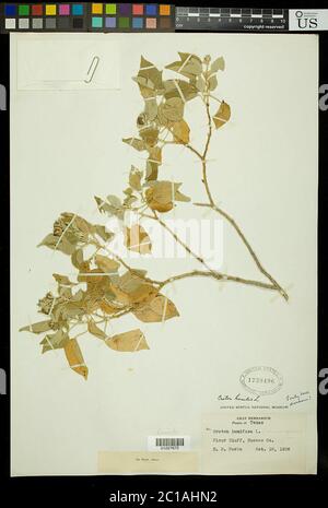 Croton humilis L Croton humilis L Stock Photo - Alamy