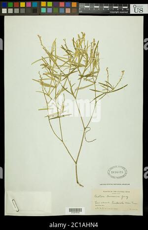 Croton linearis Jacq Stock Photo - Alamy