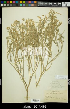 Croton dioicus Cav Croton dioicus Cav Stock Photo - Alamy