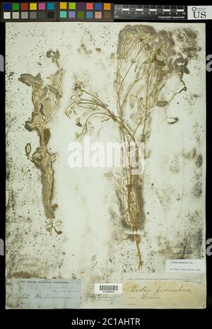 Croton dioicus Cav Croton dioicus Cav Stock Photo - Alamy