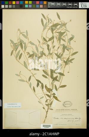 Croton dioicus Cav Croton dioicus Cav Stock Photo - Alamy